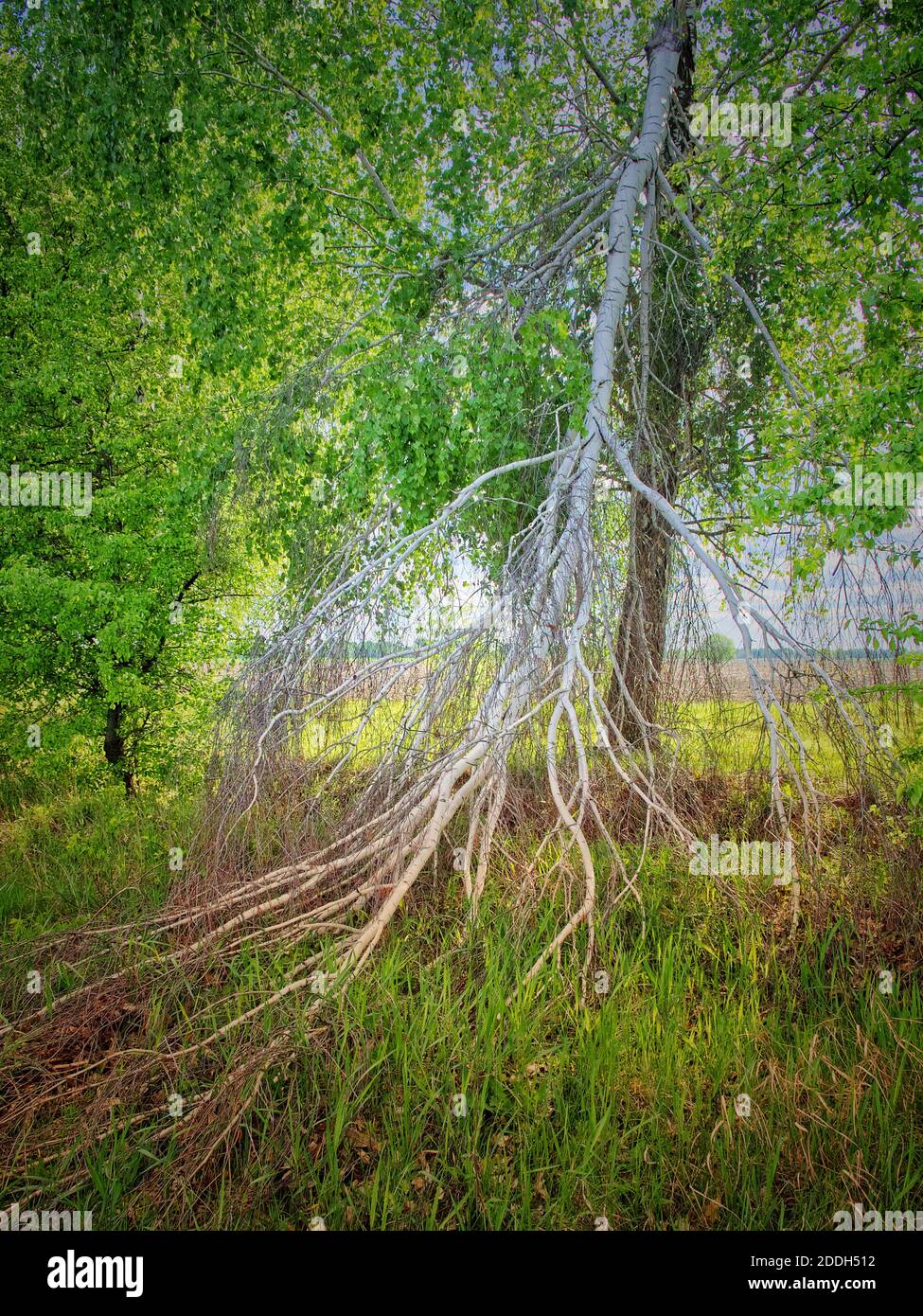 Broken trunk of a birch tree in a grove. Scenery Stock Photo - Alamy