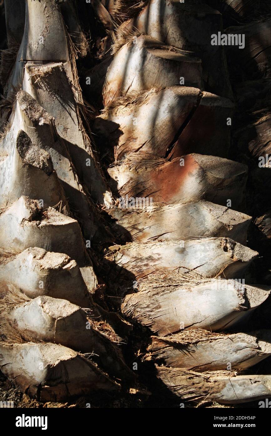 Palmenblaetter hi-res stock photography and images - Alamy