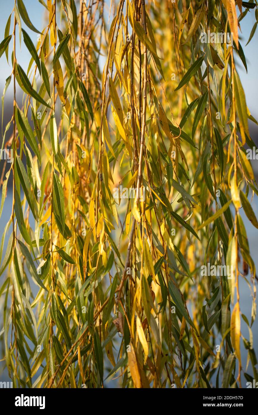 Hanging branches of a weeping golden willow in autumn colors, a lake in ...