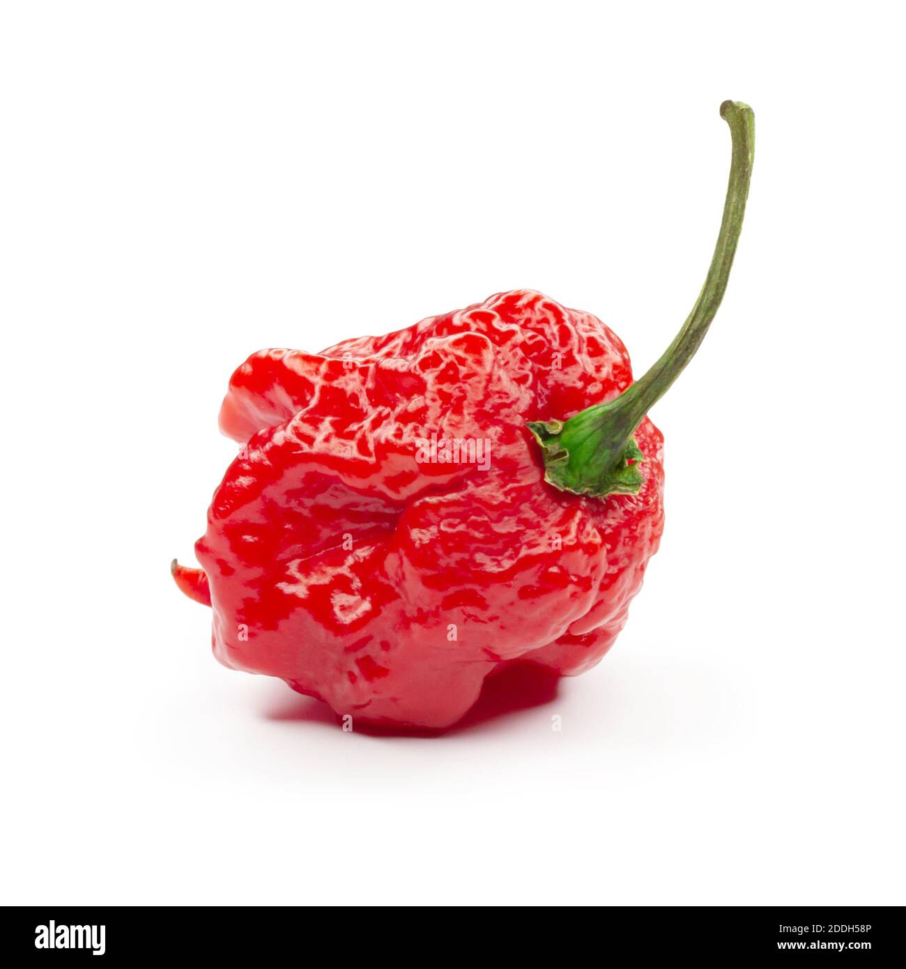 Carolina Reaper, the hottest chile pepper Capsicum chinense, whole ripe ...