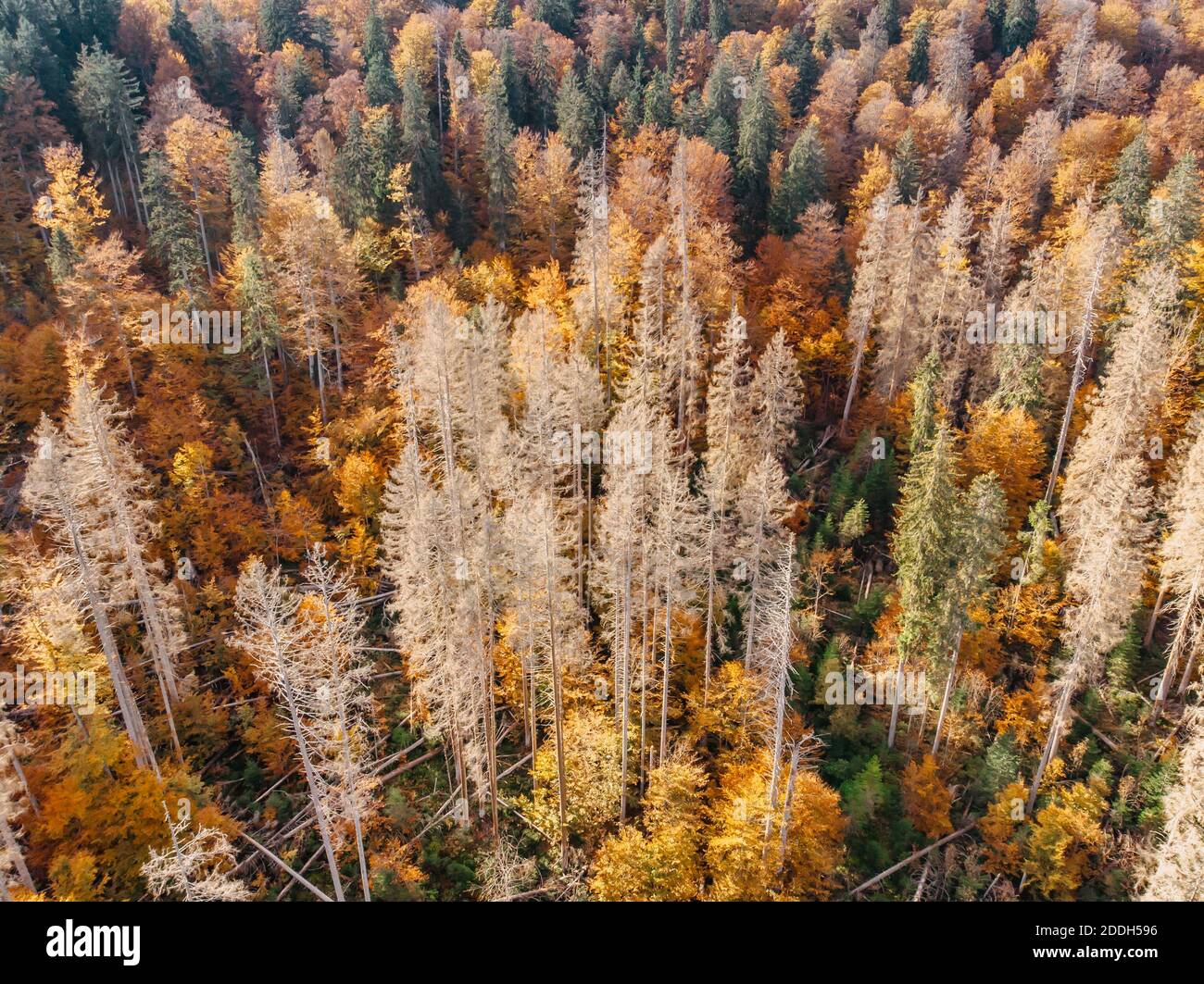 Fall forest landscape view from above.Colorful nature background.Autumn ...