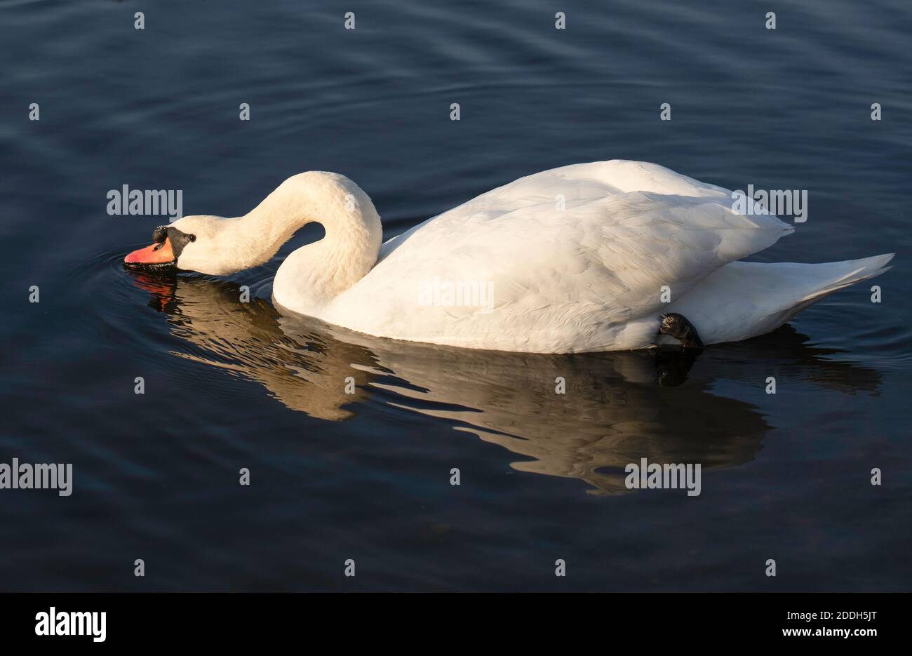 White swan in the sunset light on dark blue water background Stock ...