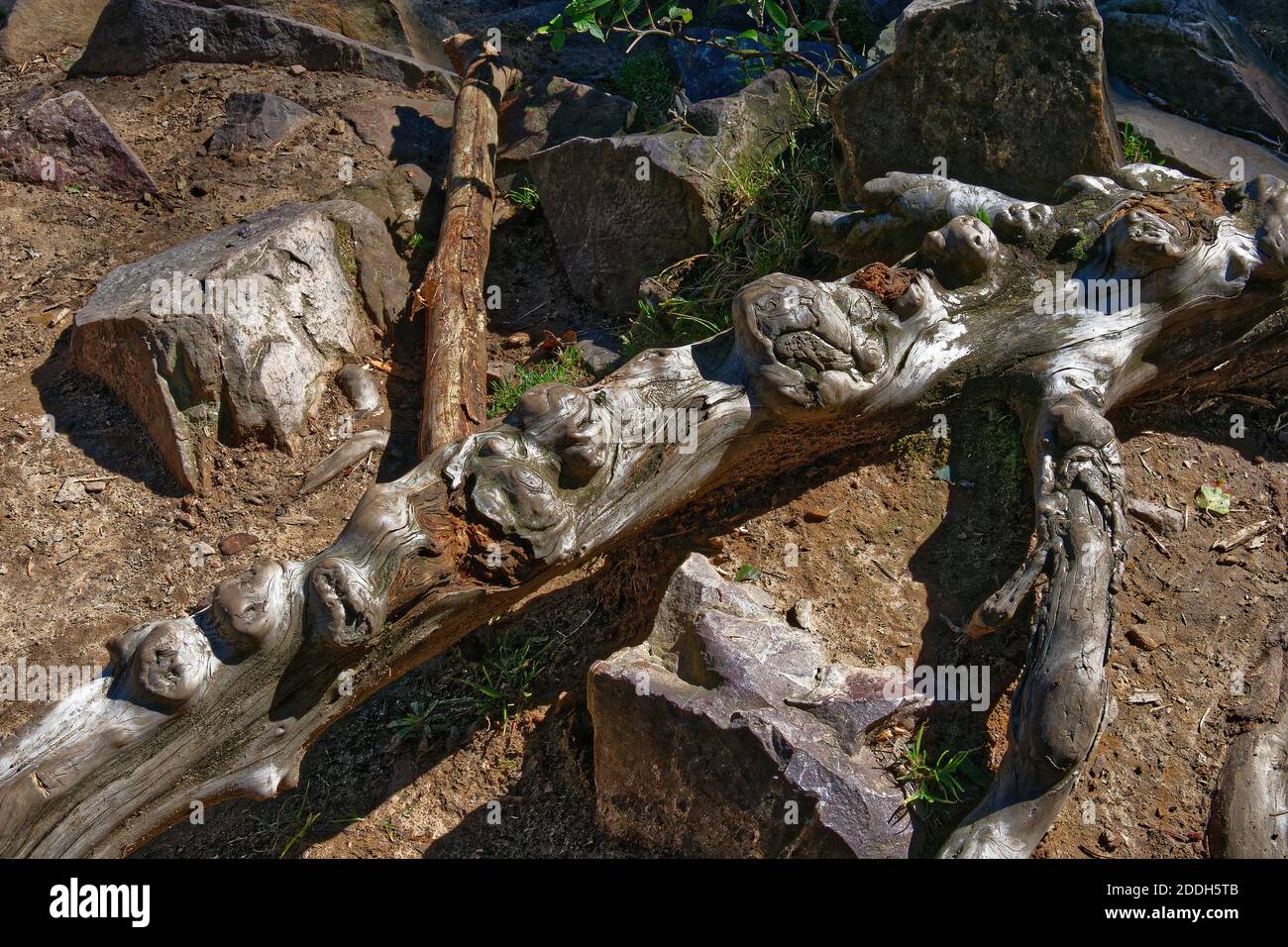Wooden strangely shaped log lying on the ground between rocks in ...