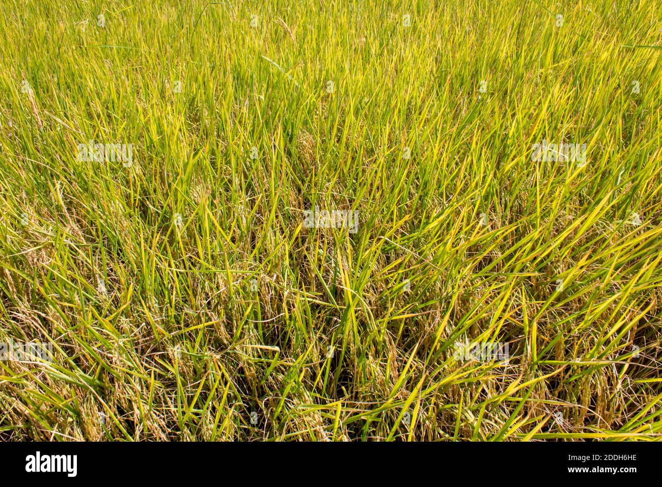 Rice field ready harvest hi-res stock photography and images - Alamy