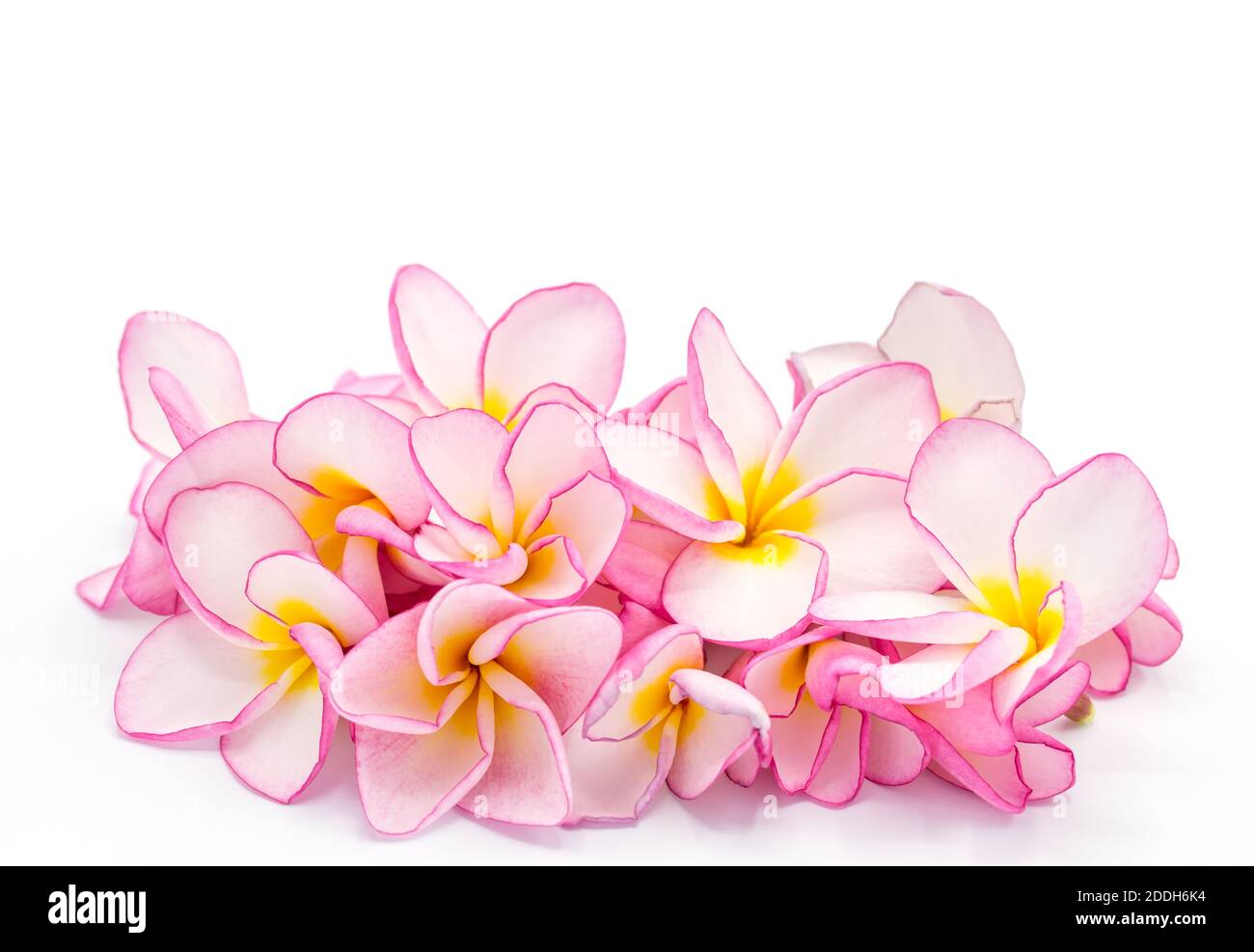 Frangipani Spa Cut Out Stock Images & Pictures - Alamy