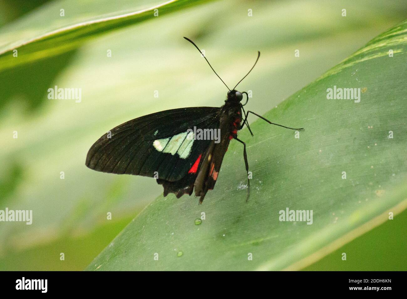 Butterfly 18 hi-res stock photography and images - Alamy
