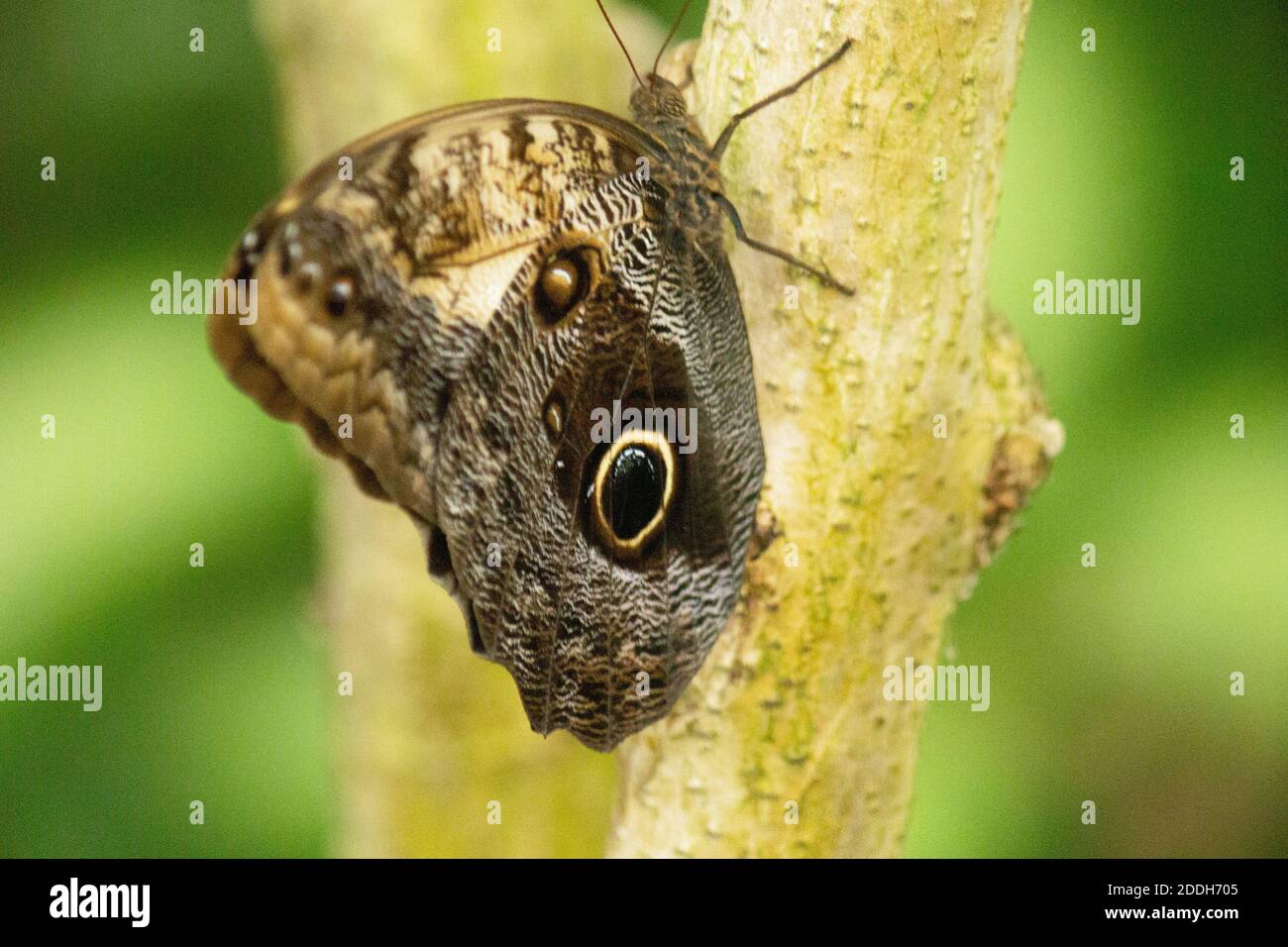 Butterfly 12 hi-res stock photography and images - Alamy