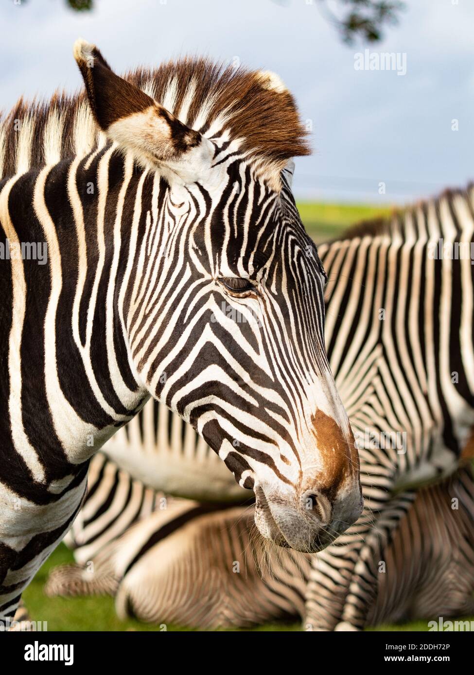 Zebra face hi-res stock photography and images - Alamy