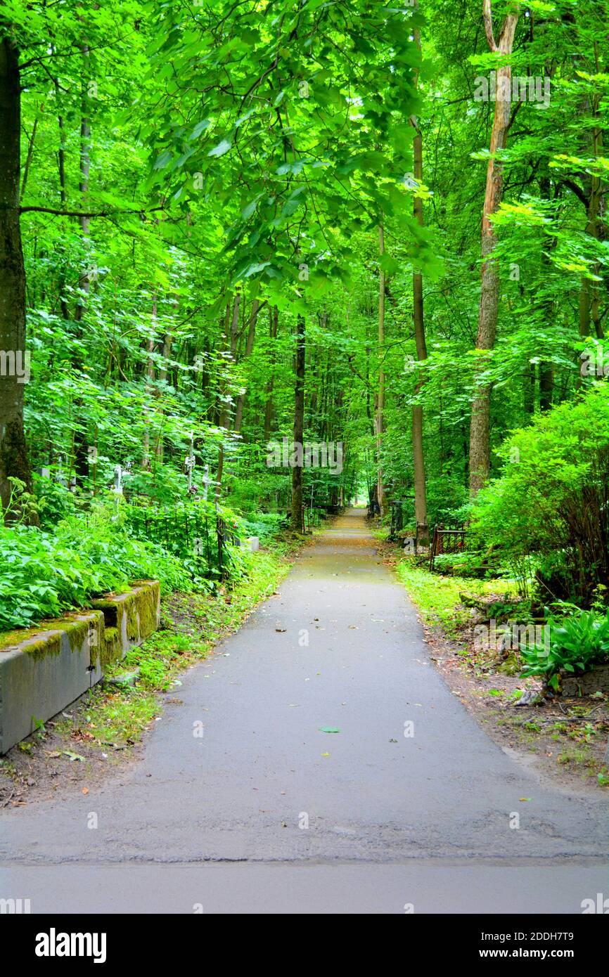 Green trees and bushes ariund concrete walkway in old christian ...