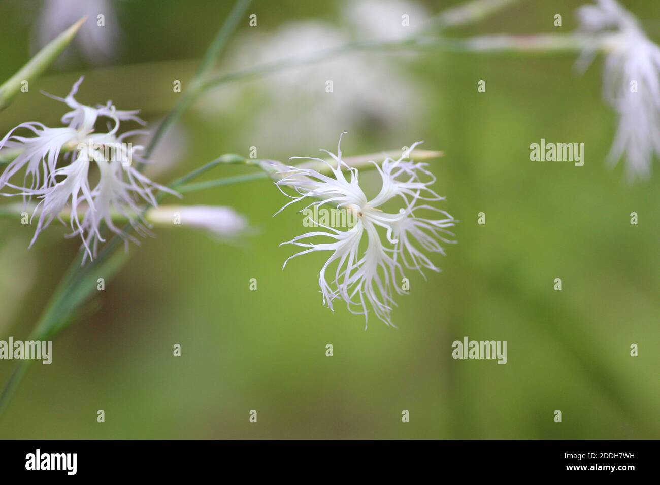 Delicate lovely white flowers of Dianthus superbus with petals like ...