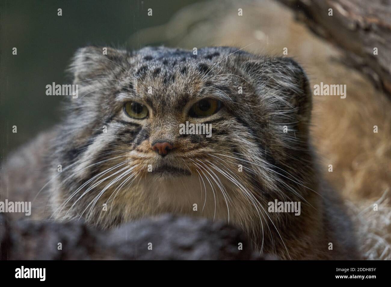 This Pallas's Cat doesn't appear to be real happy to have someone ...