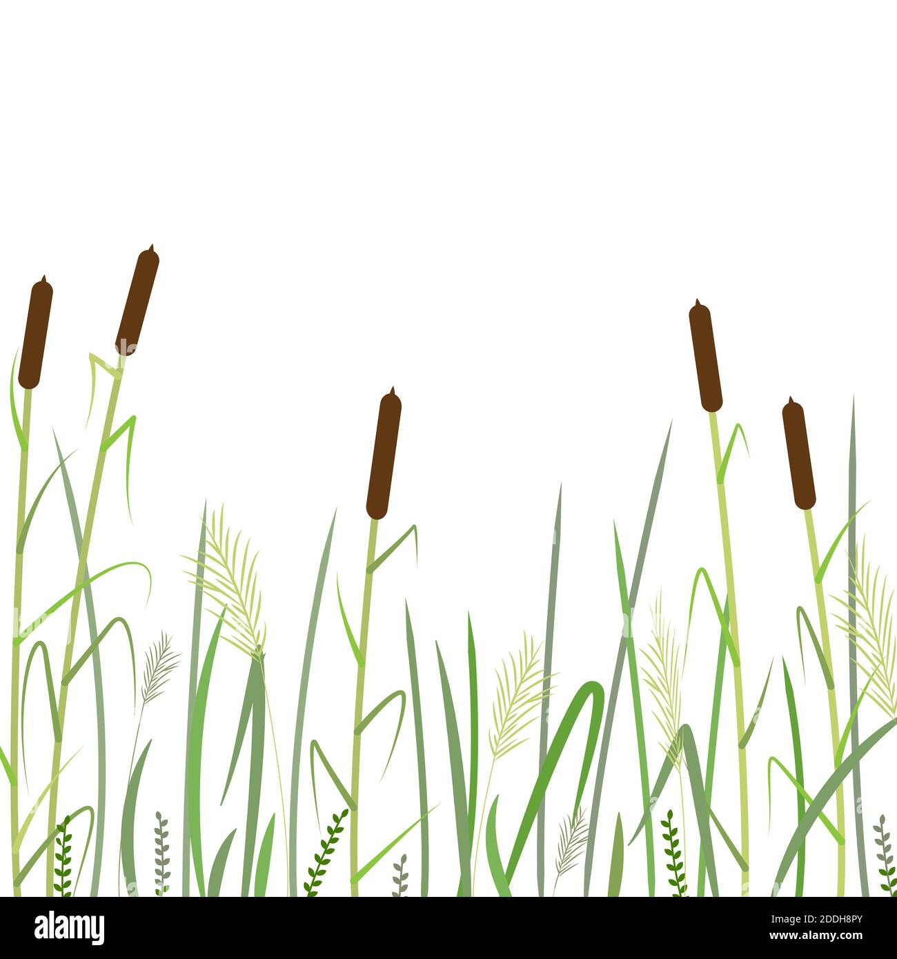 Reed and green grass background ,vector illustration Stock Photo - Alamy