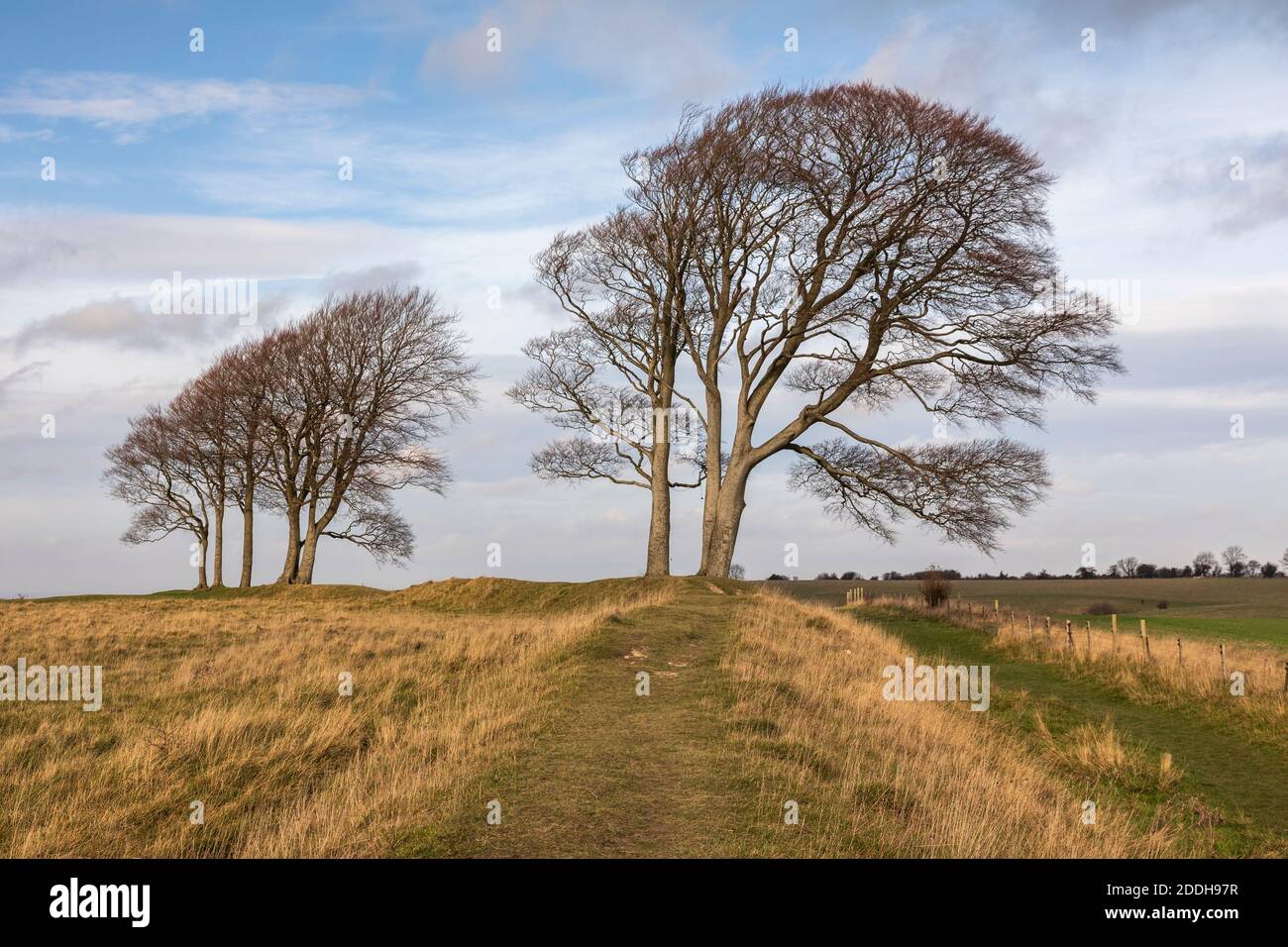 Beech Trees (Fagus sylvatica) at Oliver’s Castle on Roundway Hill in ...