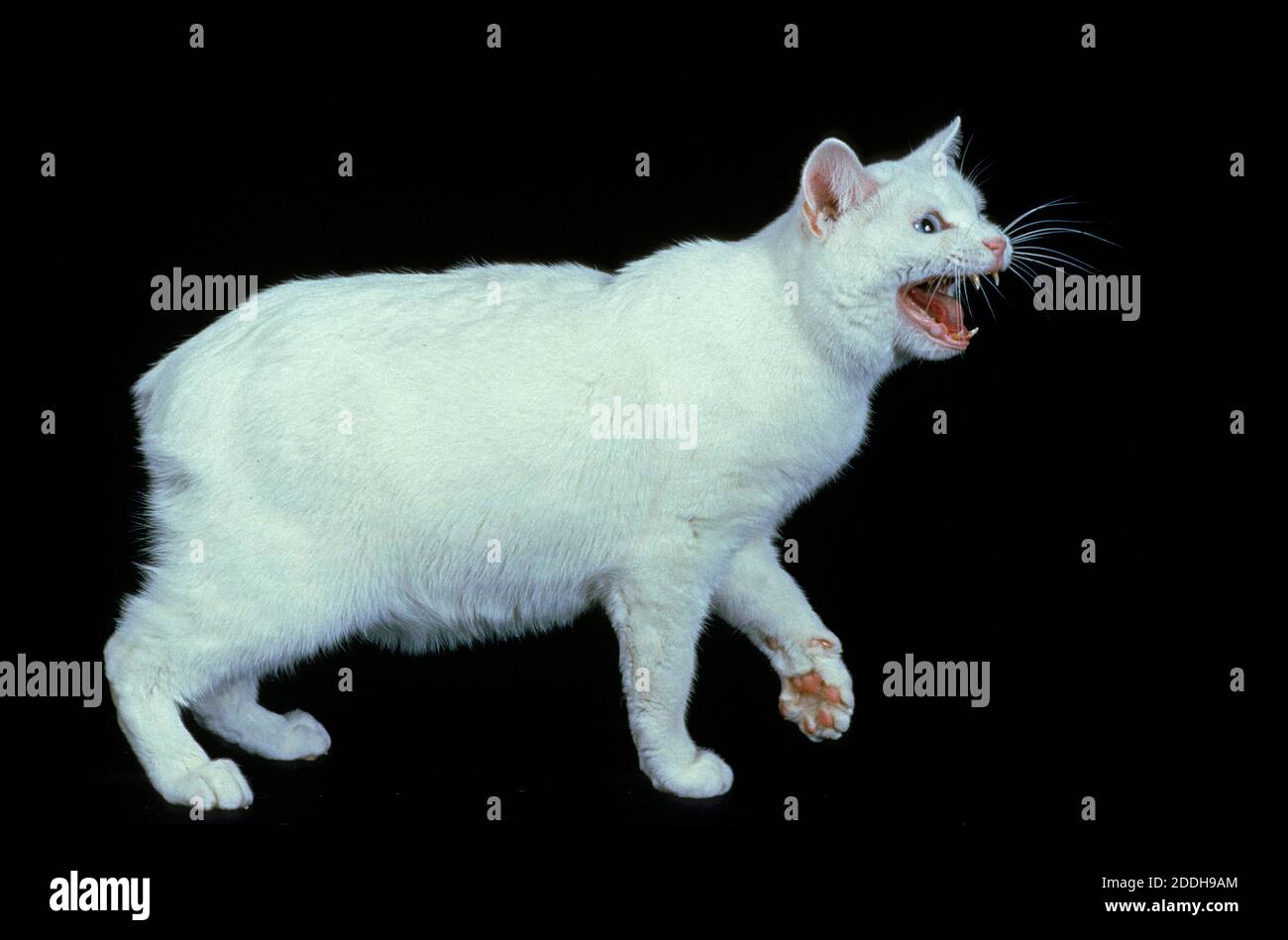 Manx Domestic Cat, Cat Breed without Tail, Adult Snarling against Black ...