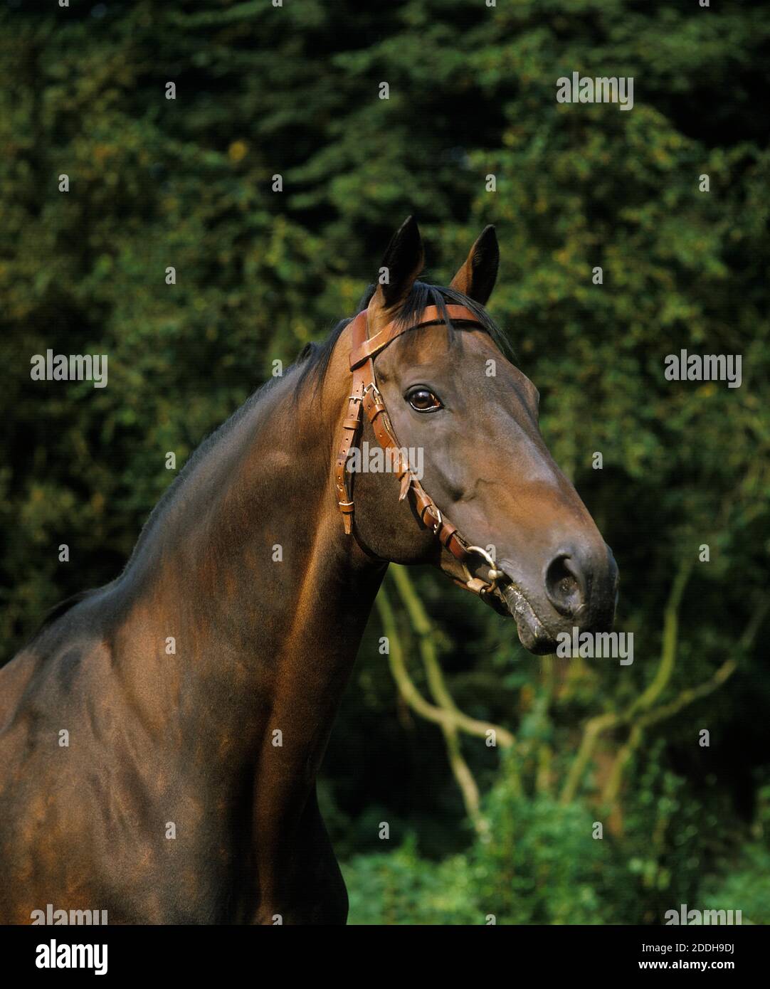 English Thoroughbred Horse, Portrait of Adult Stock Photo - Alamy