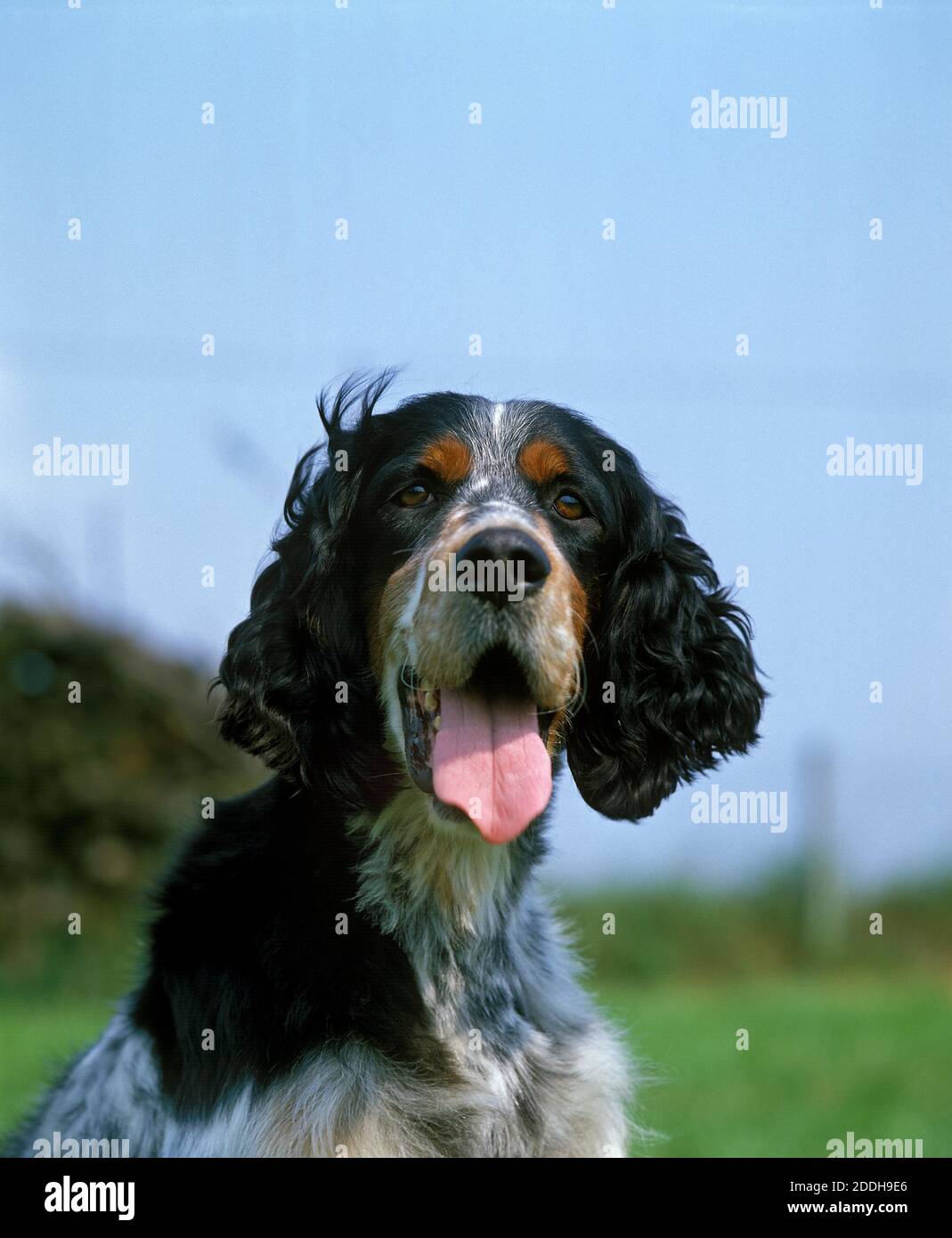 English Setter Dog, Portrait of Adult with opened Mouth Stock Photo - Alamy