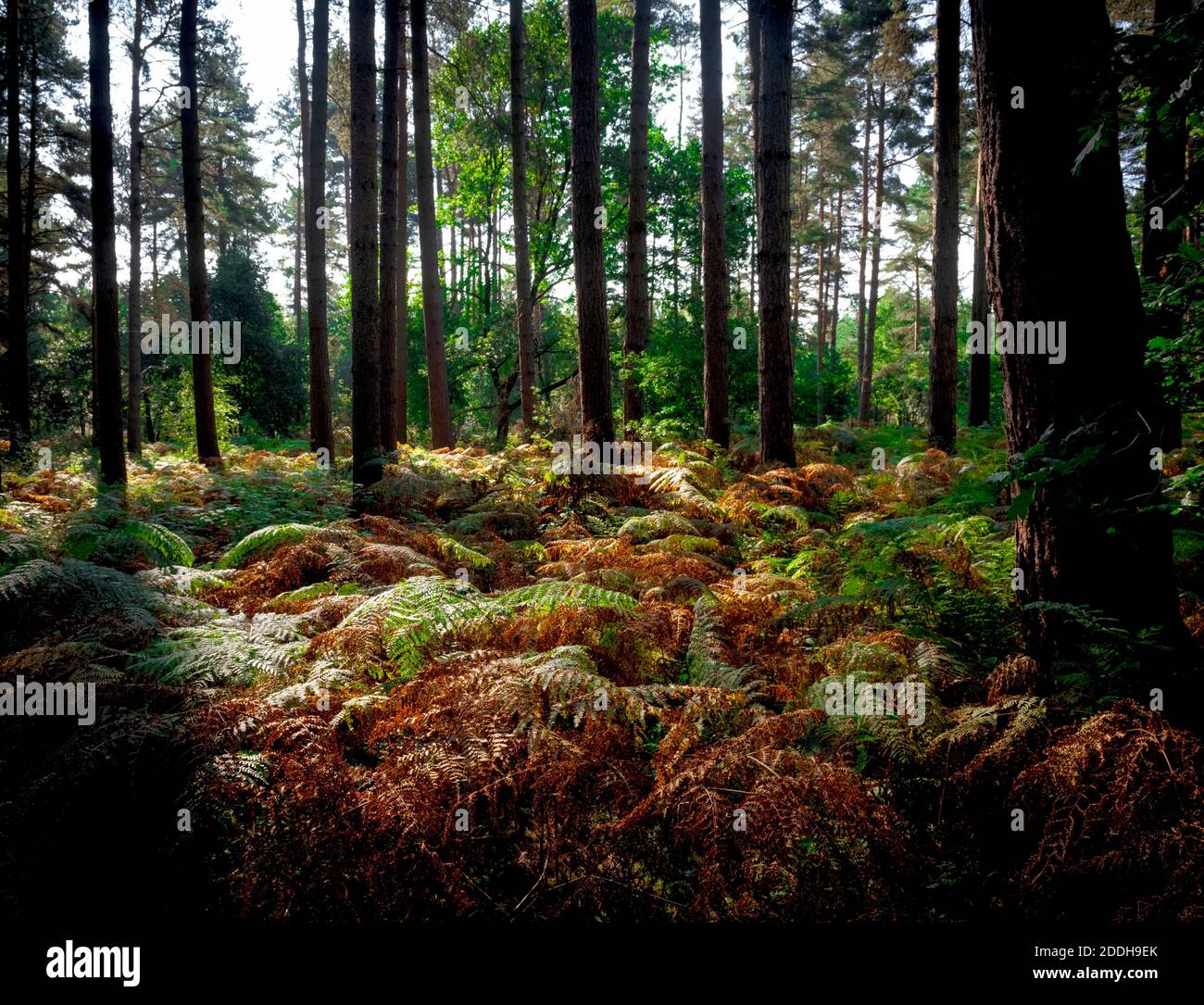 Autumn woodland scene with golden brown bracken, Blidworth Woods ...