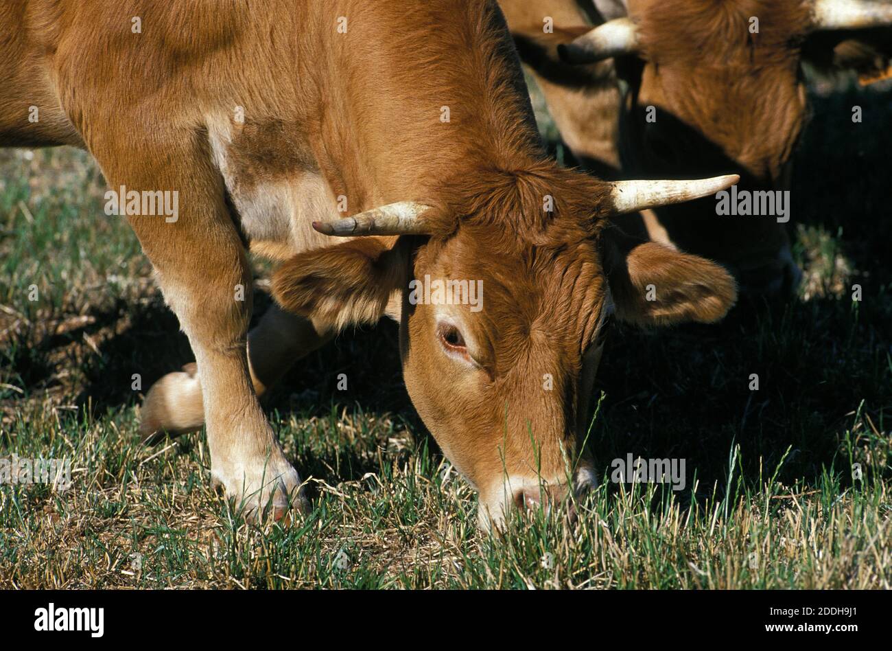 Limousine a cow of the limousine breed hi-res stock photography and ...