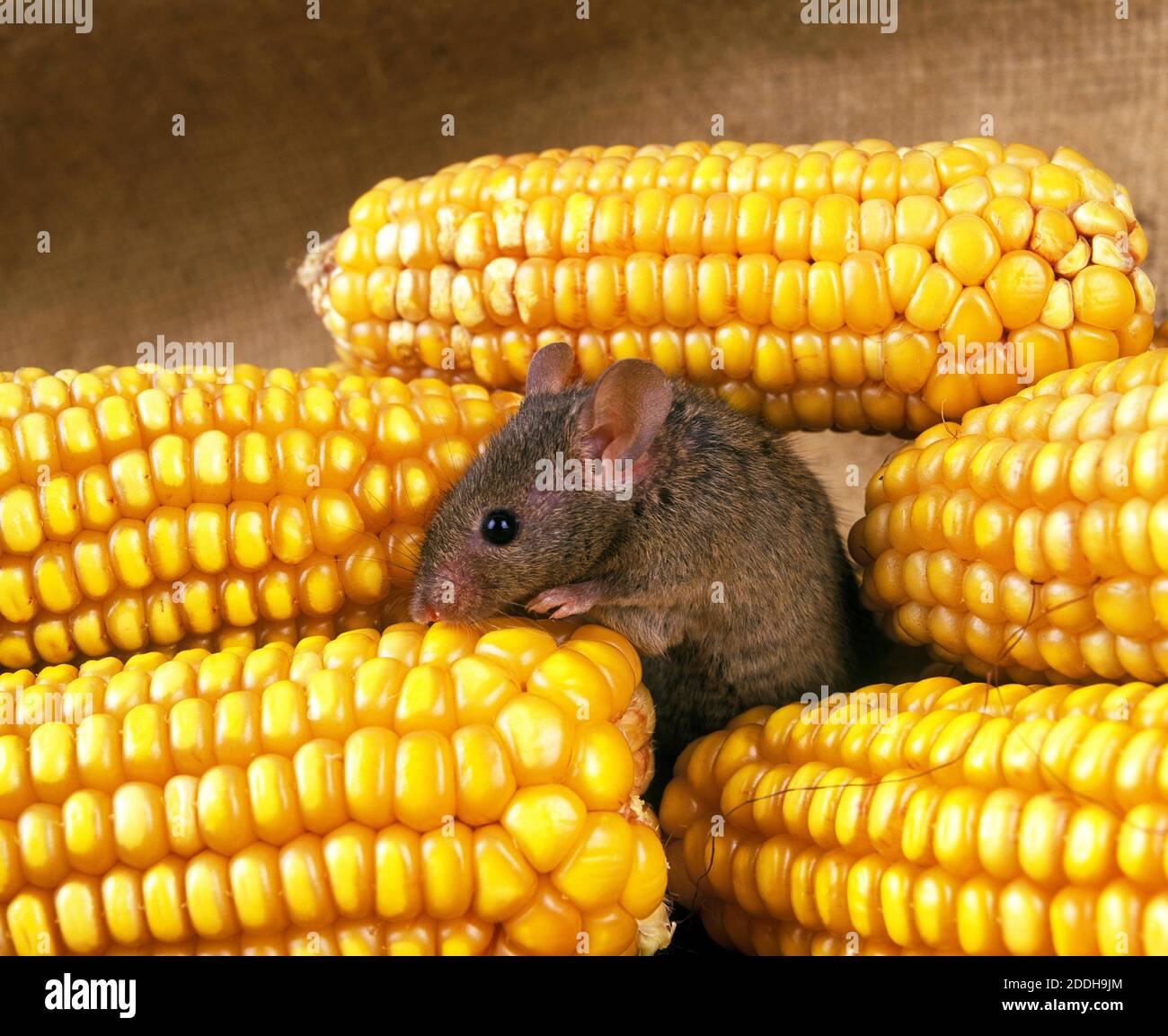 House Mouse, mus musculus, Adult Eating Maize Stock Photo - Alamy