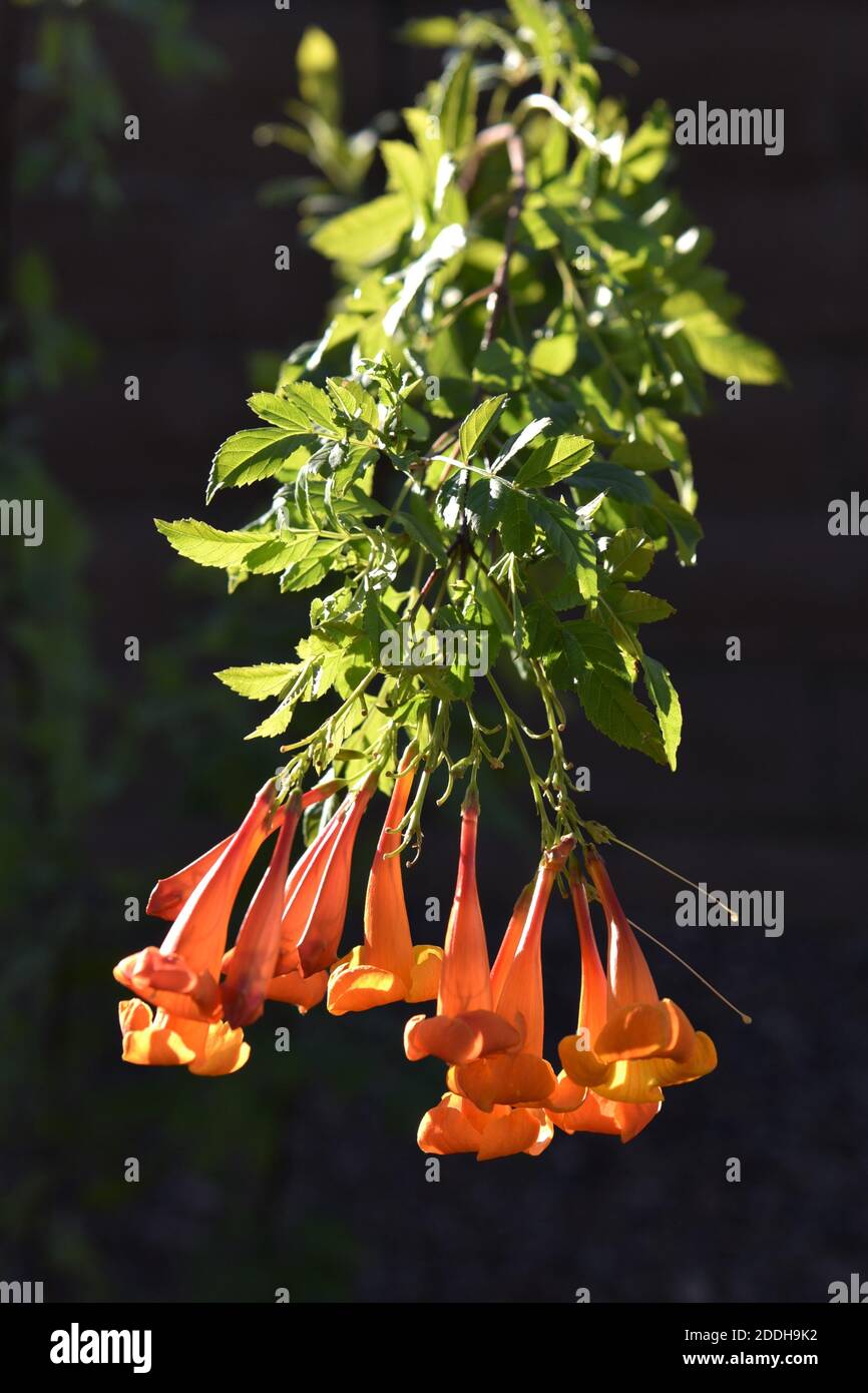 Tecoma alata, orange jubilee flowers in bloom also called orange bells ...