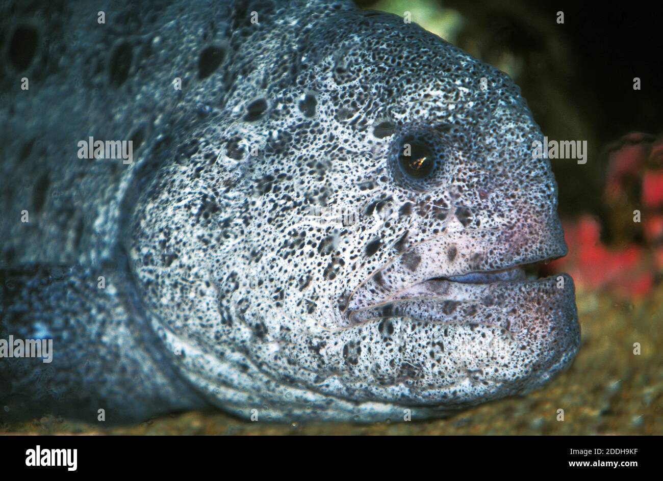 Moray, Head of Adult Stock Photo - Alamy