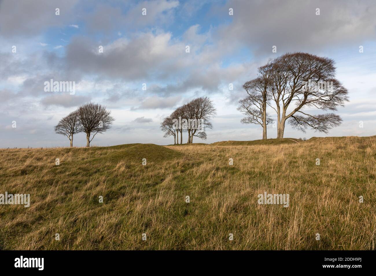 Beech Trees (Fagus sylvatica) at Oliver’s Castle on Roundway Hill in ...