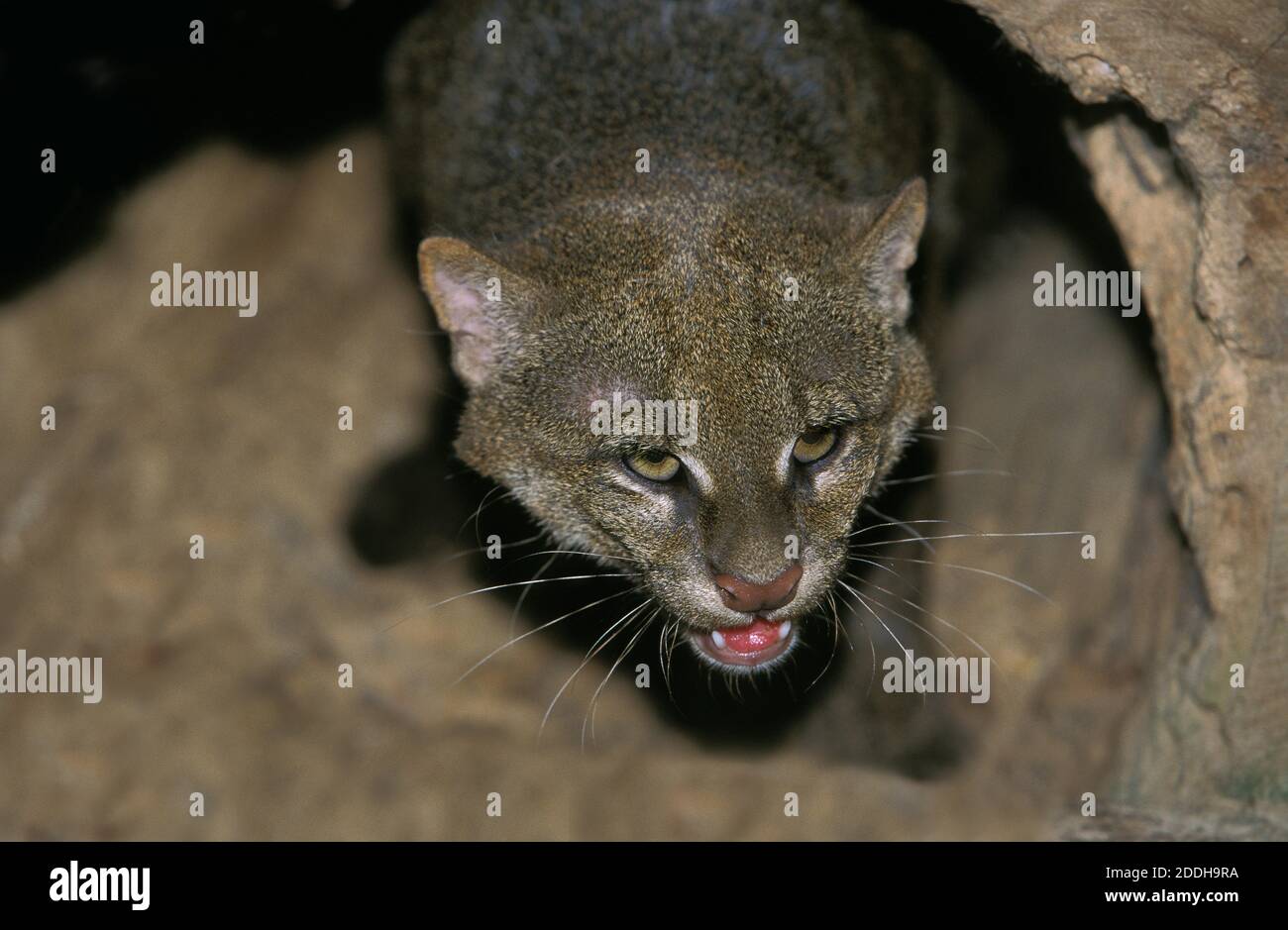 Jaguarundi, herpailurus yaguarondi, Portrait of Adult Stock Photo - Alamy