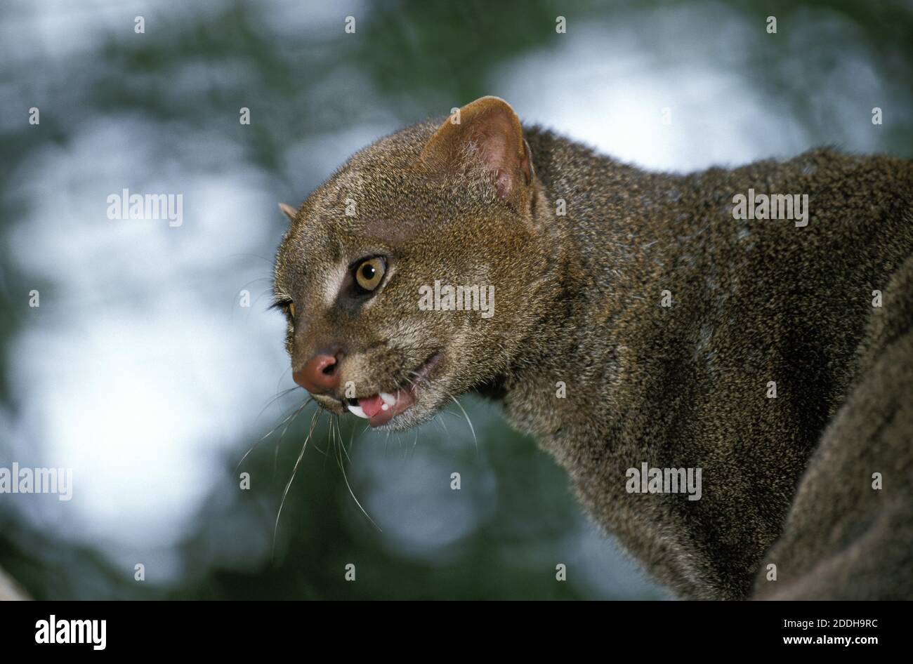Jaguarundi, herpailurus yaguarondi, Portrait of Adult Stock Photo - Alamy