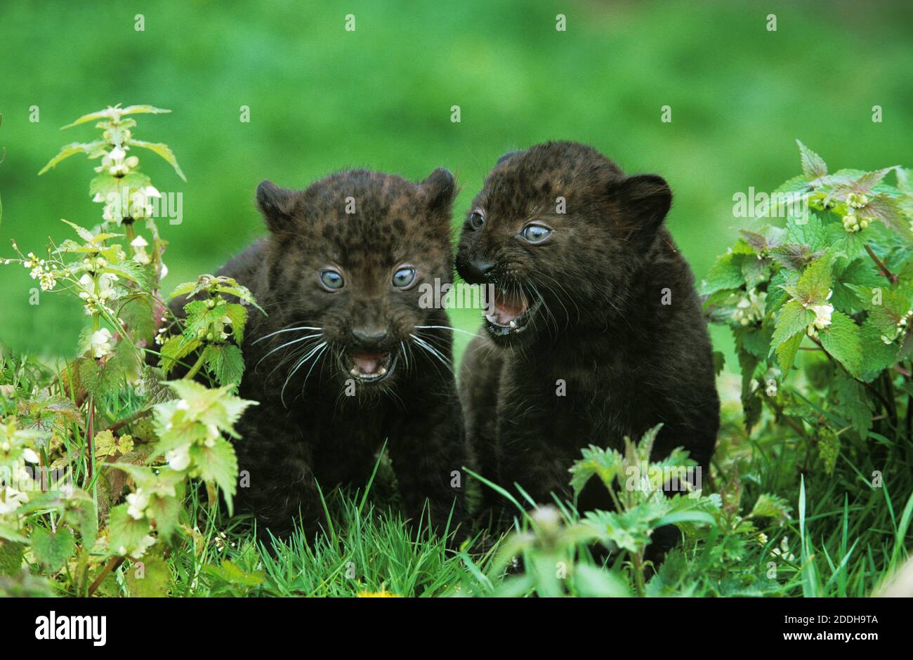 Black panther in grass hi-res stock photography and images - Alamy
