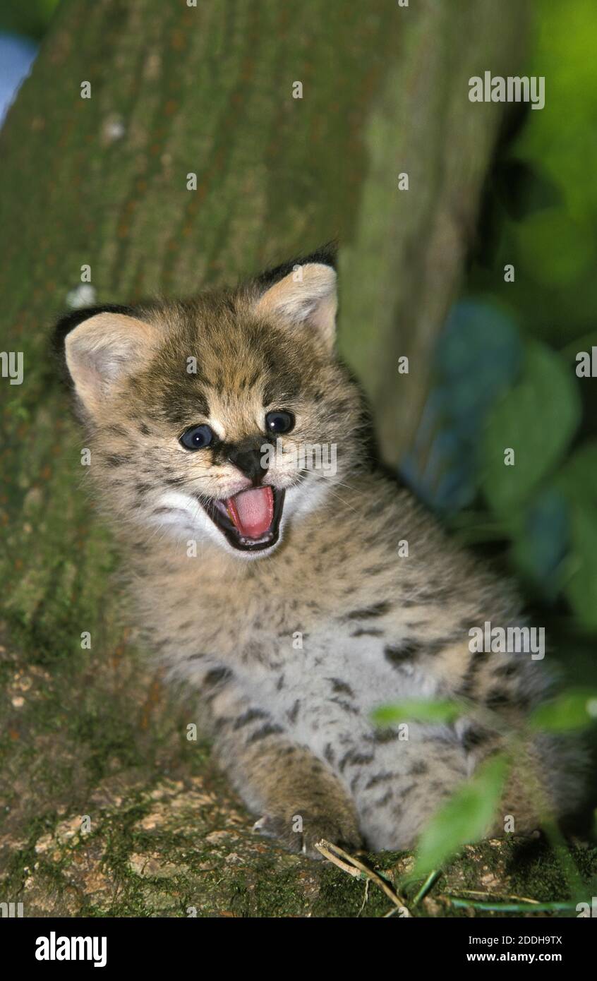 Serval, leptailurus serval, Cub calling out Stock Photo - Alamy