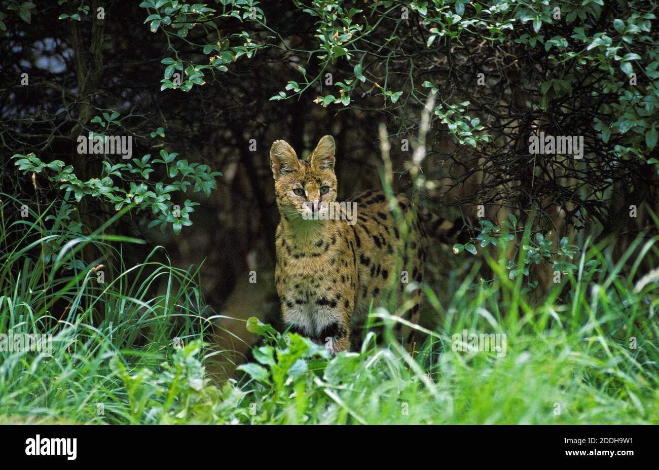 Serval in long grass hi-res stock photography and images - Alamy