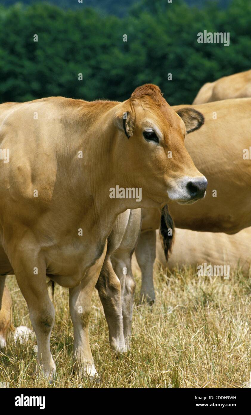 Parthenaise Cattle, a French Breed, Cow Stock Photo - Alamy