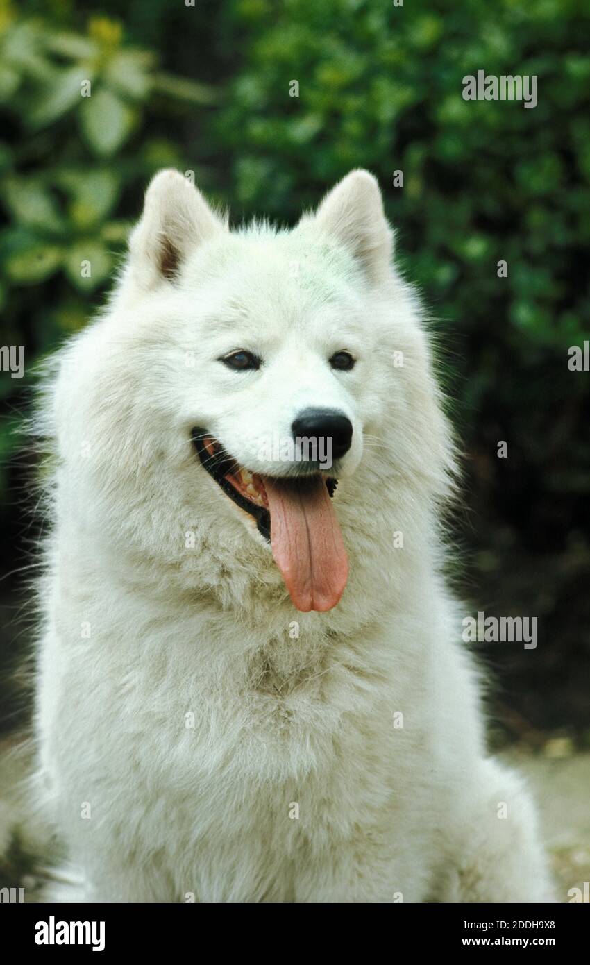 Samoyed Dog, Portrait of Dog with Tongue out Stock Photo - Alamy