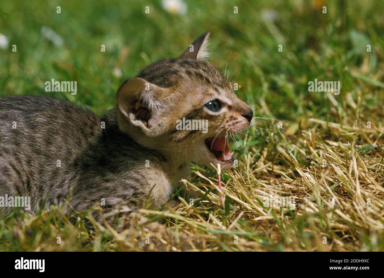 Oriental Domestic Cat, Kitten Calling Out Stock Photo - Alamy