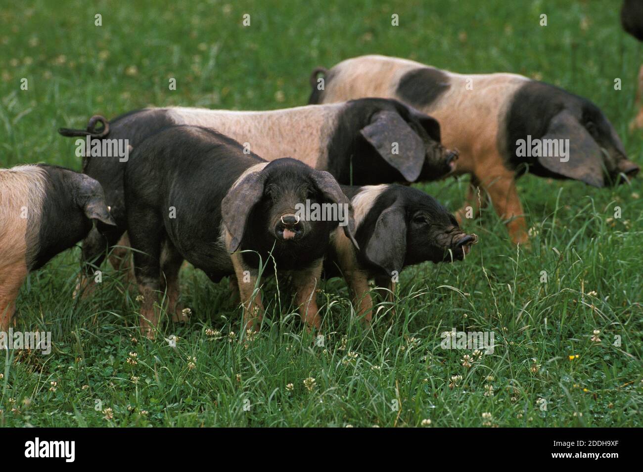 Basque Pig, a French Breed, Group Stock Photo - Alamy