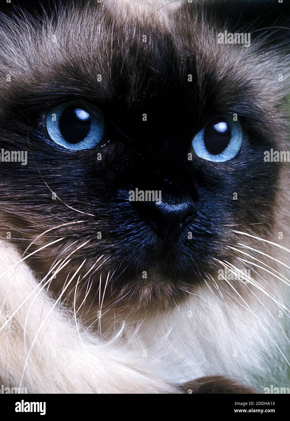 Birmanese Domestic Cat, Portrait of Adult with Blue Eyes Stock Photo ...