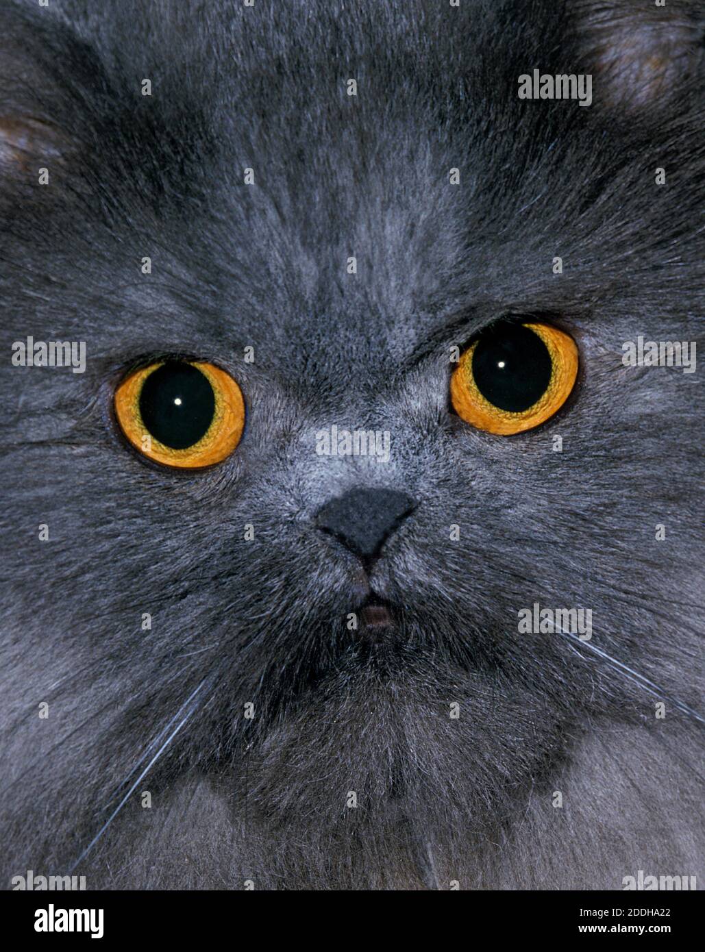 Blue Persian Domestic Cat, Portrait of Adult, Close-up of Eyes Stock ...