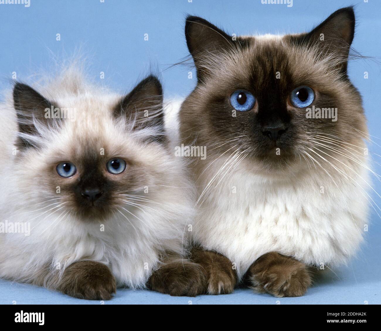 Birmanese domestic cat hi-res stock photography and images - Alamy