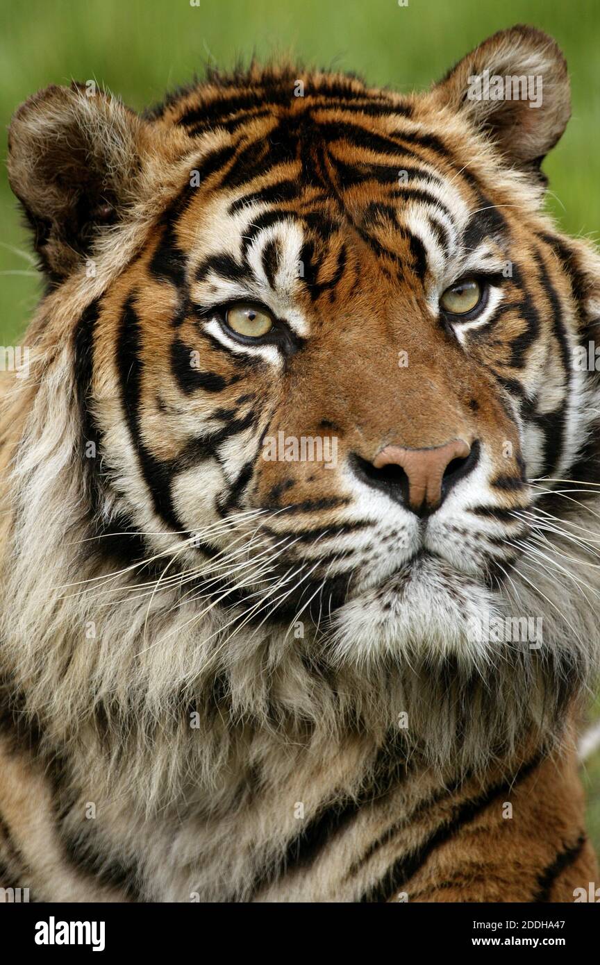 Sumatran Tiger, panthera tigris sumatrae, Portrait of Adult Stock Photo ...