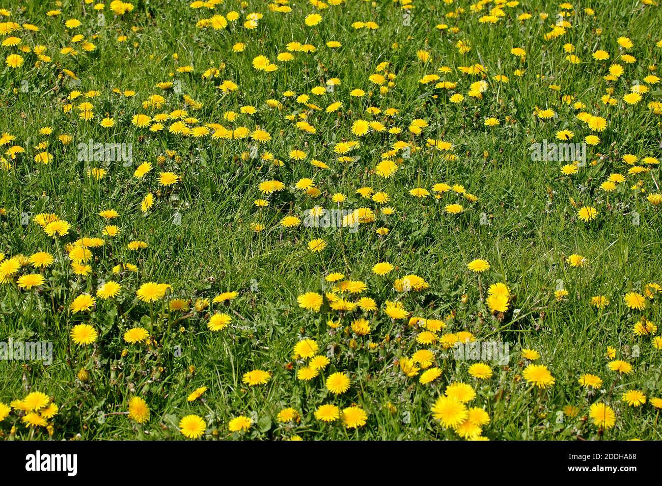 Dandelion Flower, taraxacum officinale, Normandy Stock Photo - Alamy