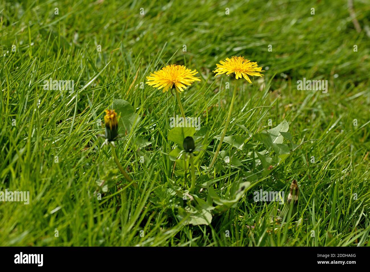 Dandelion Flower, taraxacum officinale, Normandy Stock Photo - Alamy