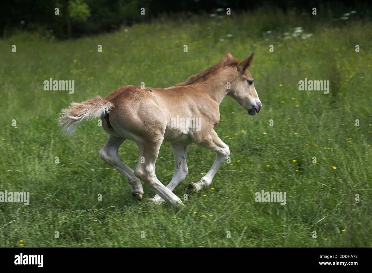 Draft Horse, Foal Galloping through Meadow Stock Photo - Alamy