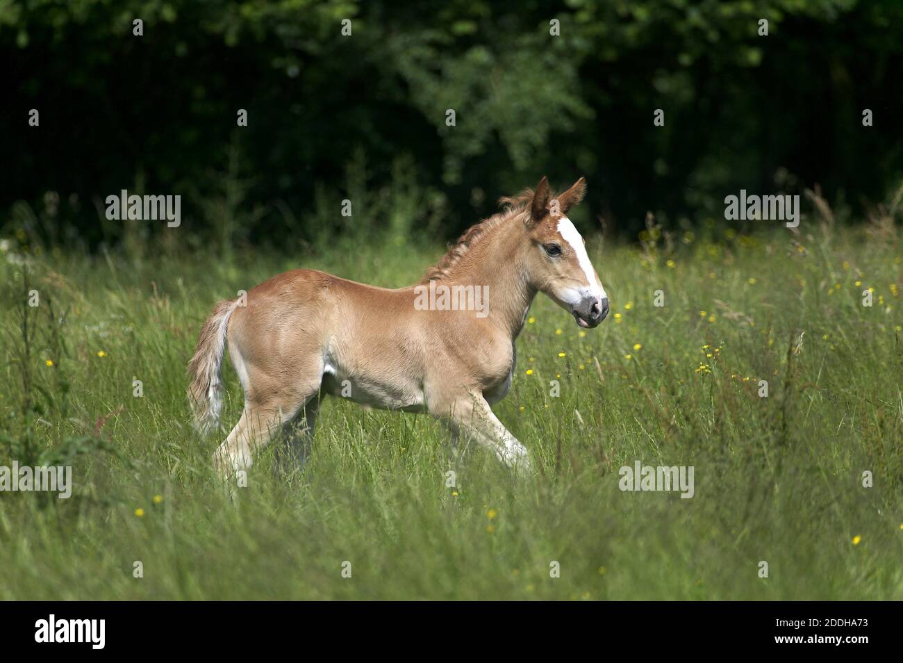 Draft Horse, Foal standing in Long Grass Stock Photo - Alamy