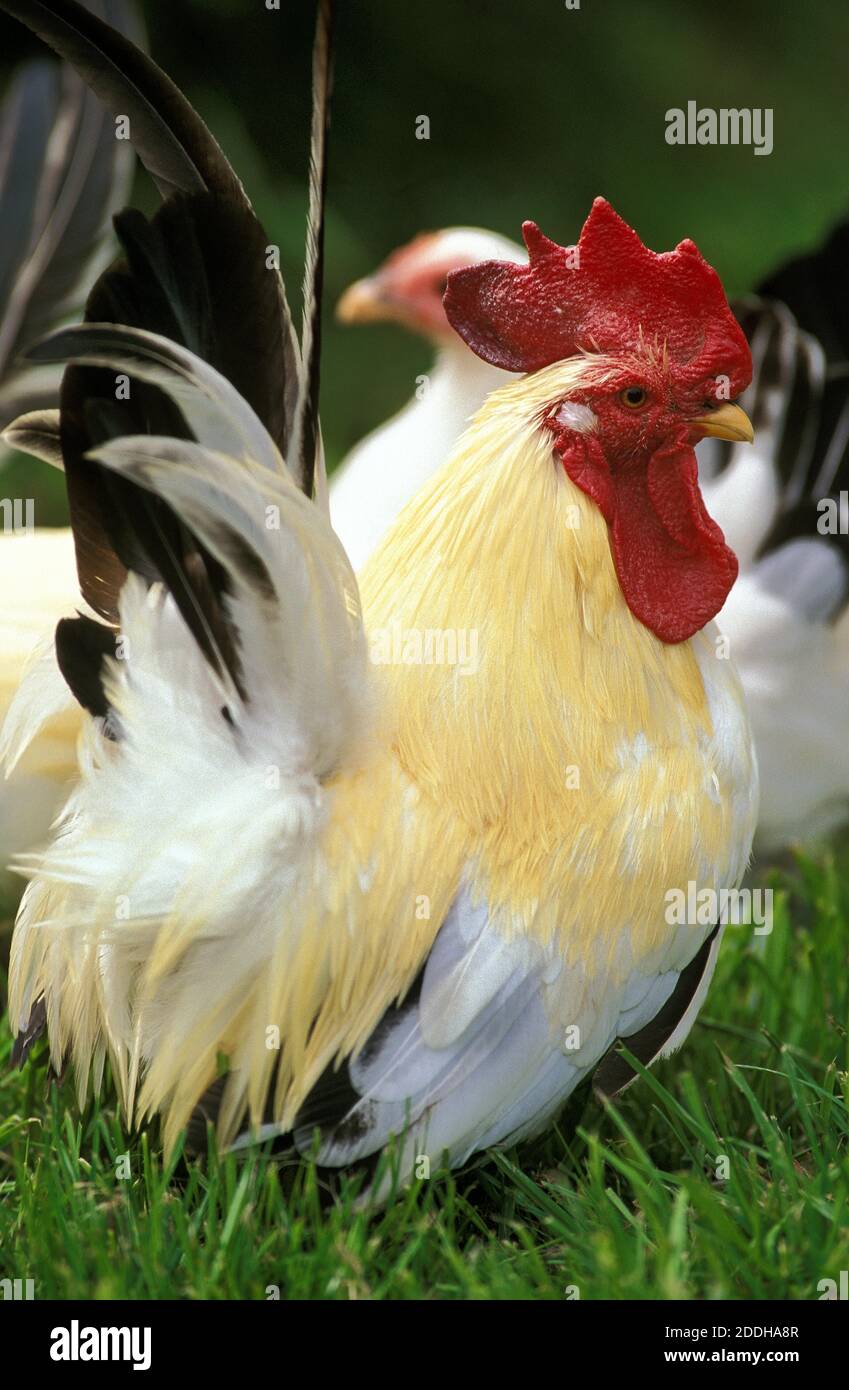 Nagasaki Domestic Chicken, Breed from Japan, Cockerel Stock Photo - Alamy