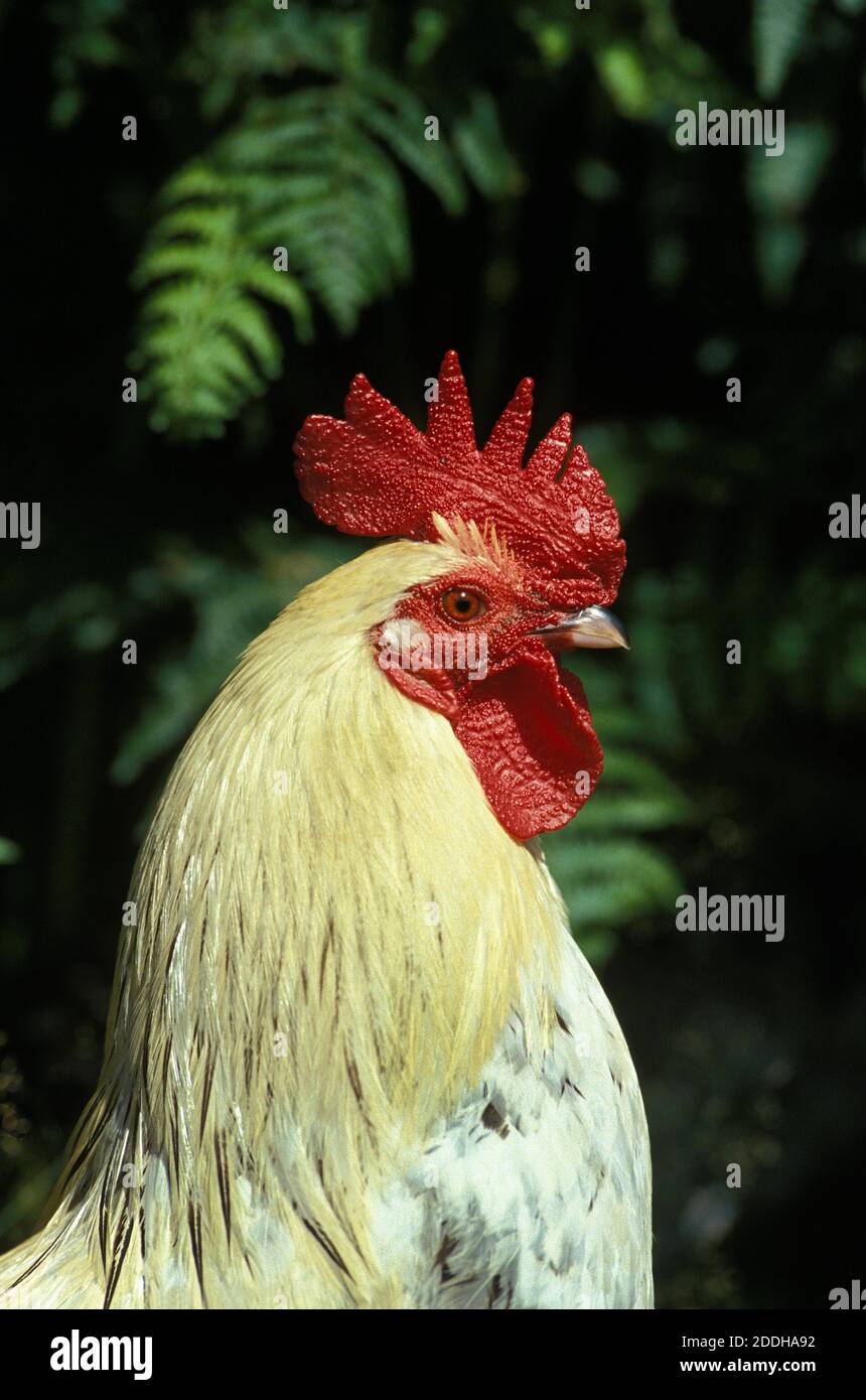 Domestic Chicken, Cockerel Stock Photo - Alamy