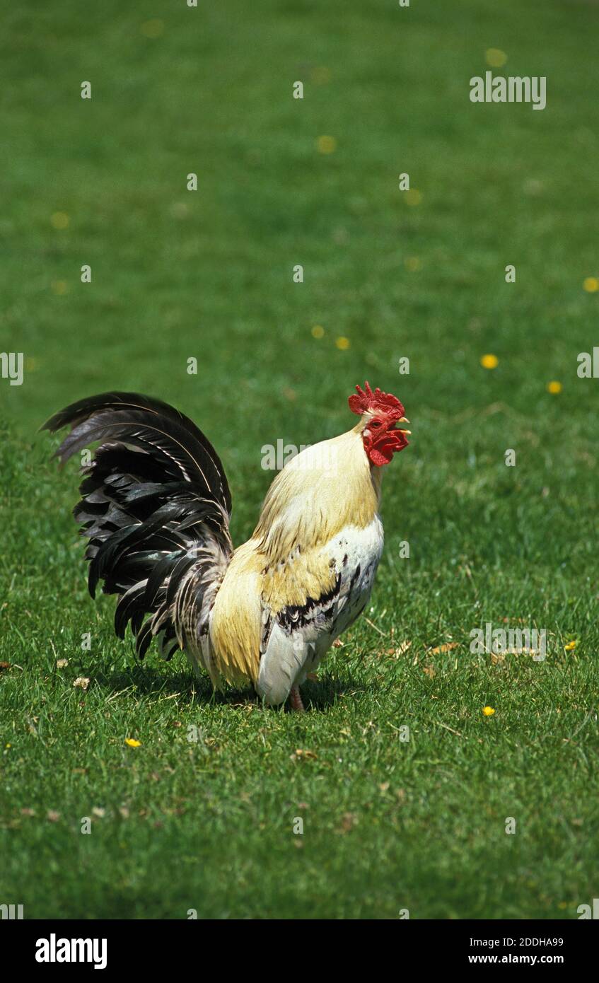 Domestic Chicken, Cockerel Calling Stock Photo - Alamy