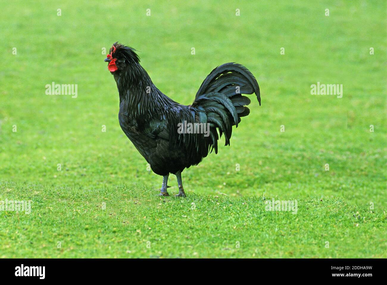 Crevecoeur Domestic Chicken, a French Breed from Normandy, Cockerel ...