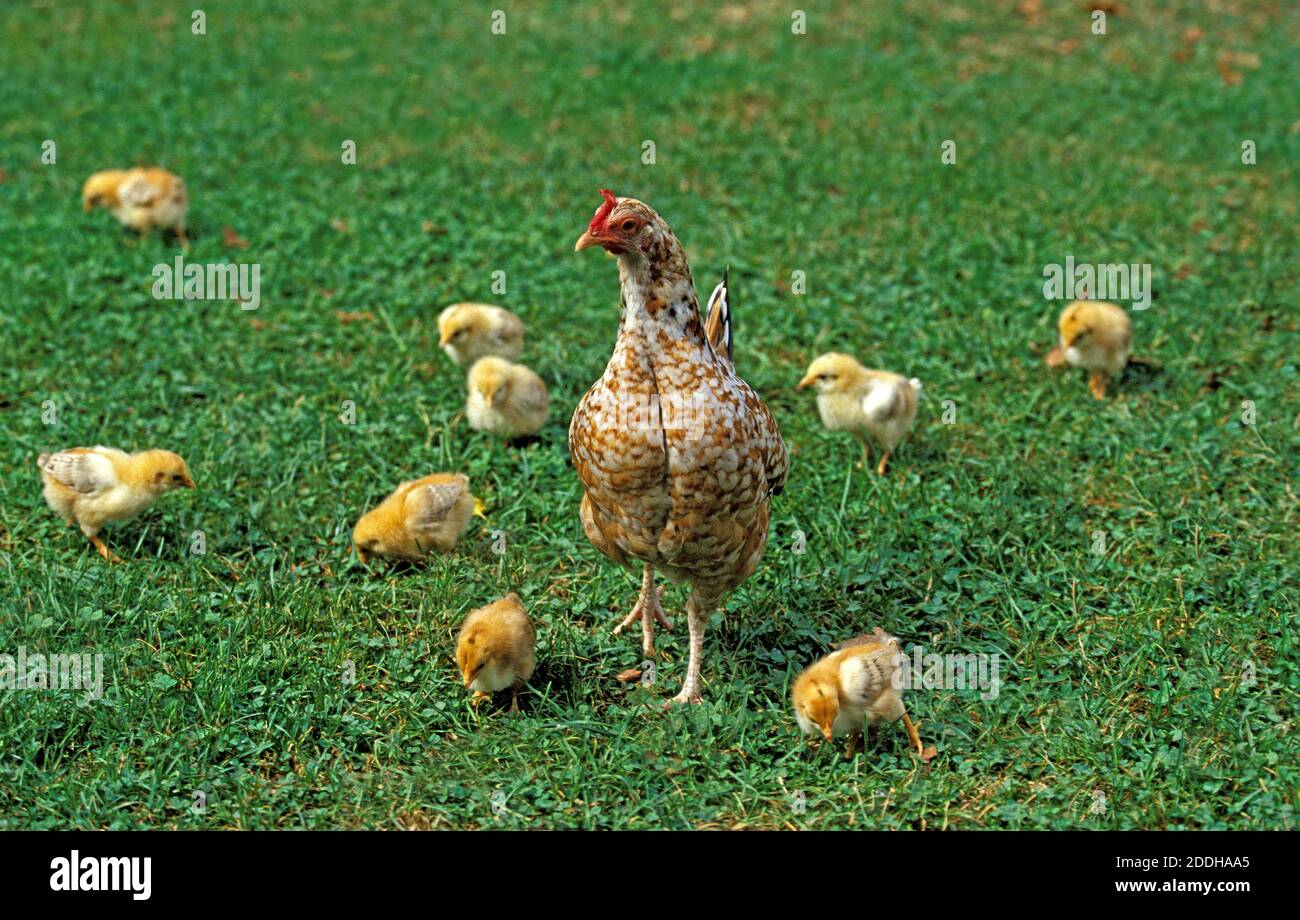 Hen with Chicks standing on Grass Stock Photo - Alamy