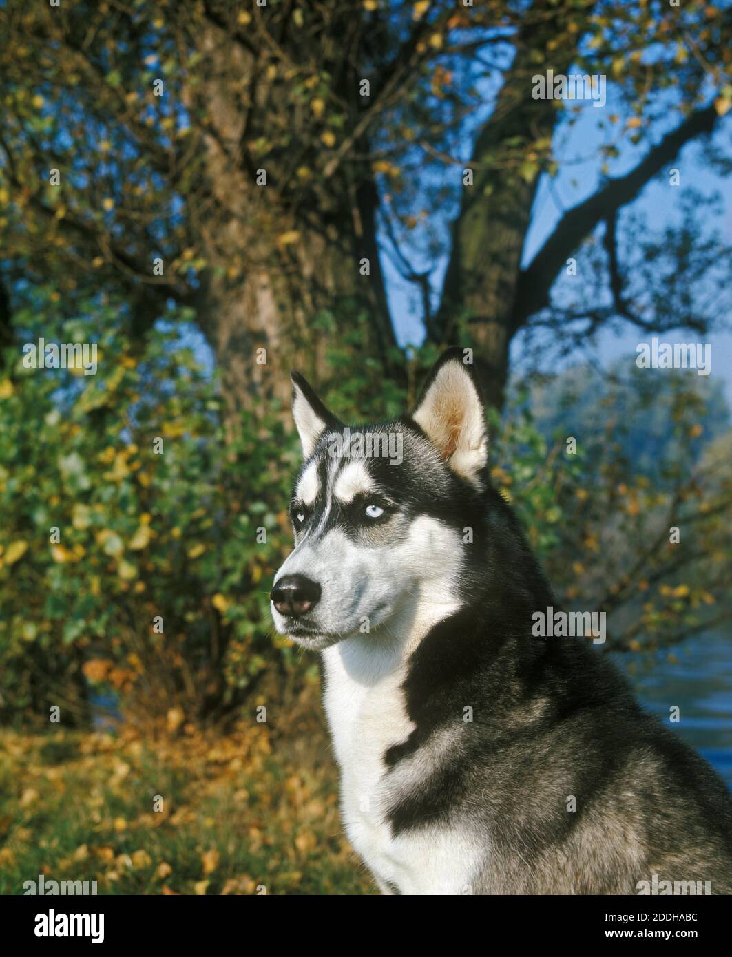 Siberian Husky Dog, Portrait of Adult Stock Photo - Alamy