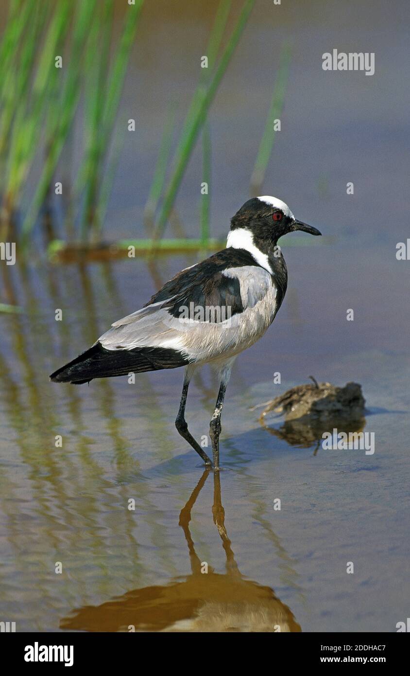 Blacksmith Plover or Blacksmith Lapwing, vanellus armatus, Adult ...
